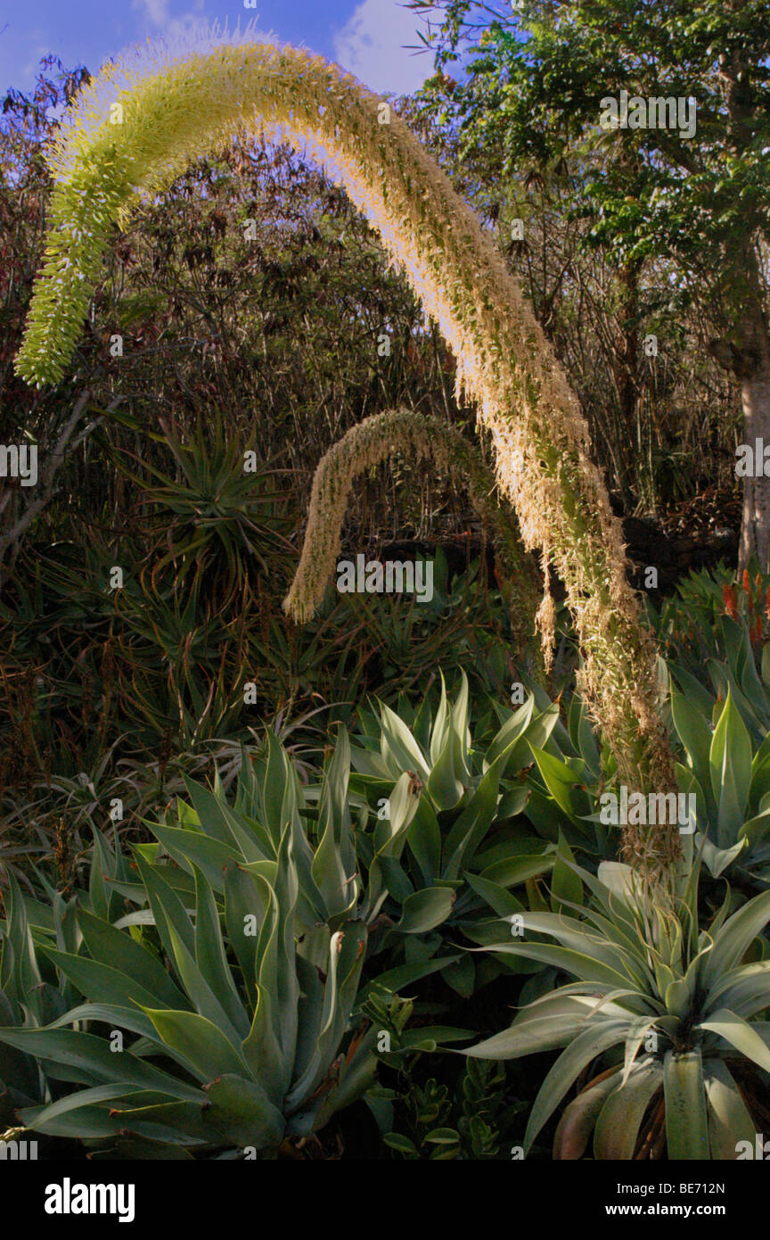 Curved stem hi-res stock photography and images - Alamy