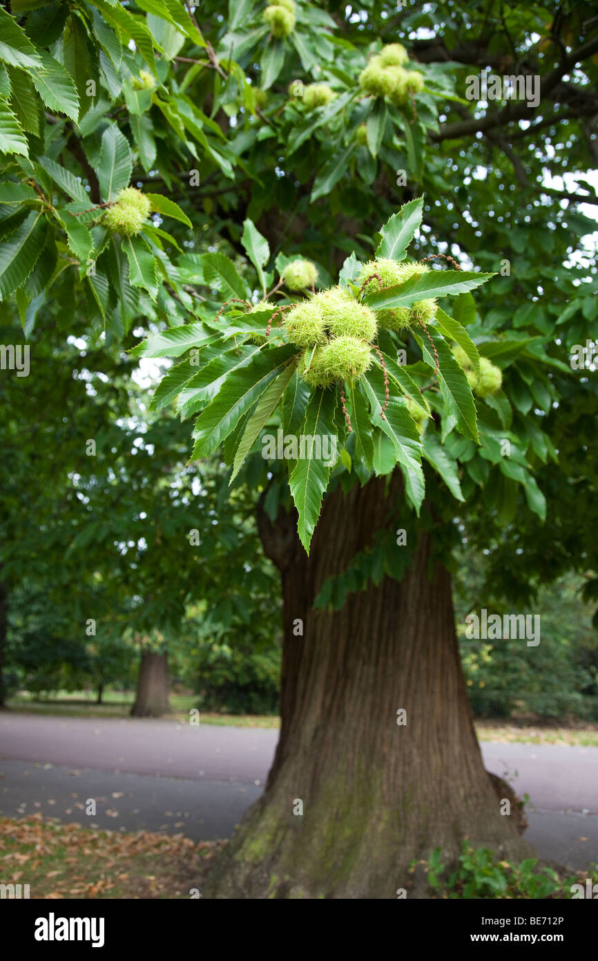 Sweet Chestnut Castanea sativa in fruit Kent UK autumn Stock Photo - Alamy
