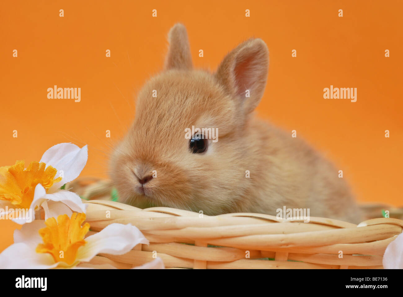 Young Dwarf Rabbit, 4 weeks old, sitting in a wicker basket Stock Photo ...