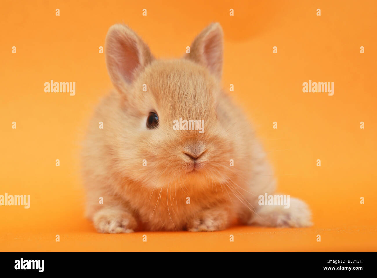 Young rabbit wildlife hi-res stock photography and images - Alamy