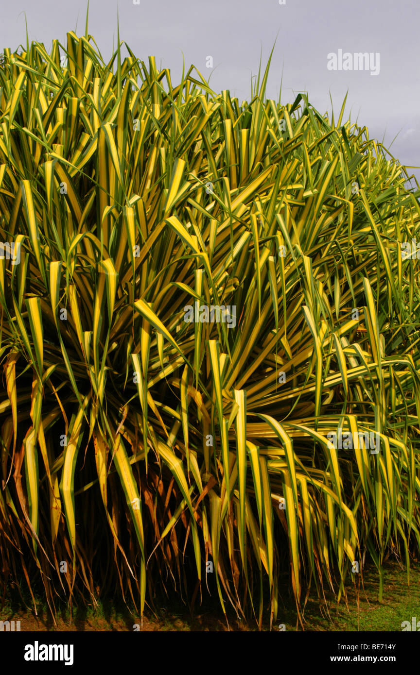 Luxurient hala tree with leaves reaching to the ground Stock Photo - Alamy