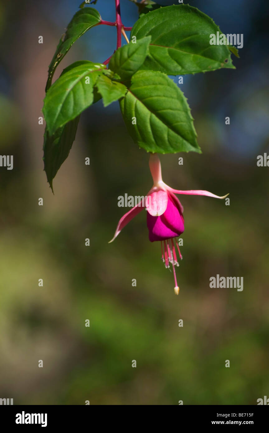 Hanging fuchsia flower hi-res stock photography and images - Alamy