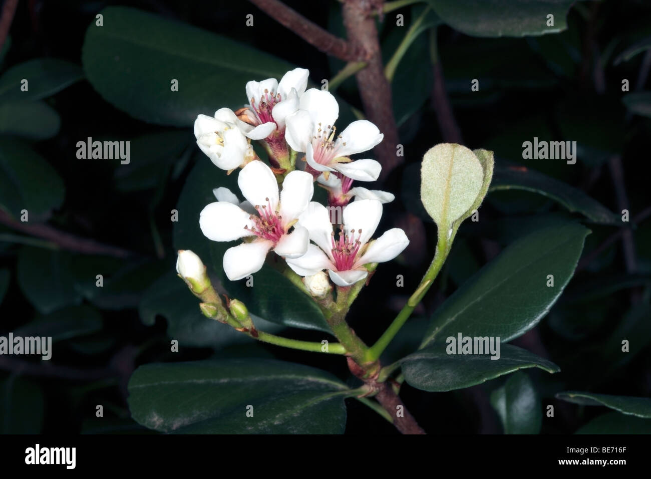Yeddo/Yedda Hawthorn flowers - Rhaphiolepis umbellata- Family Rosaceae ...