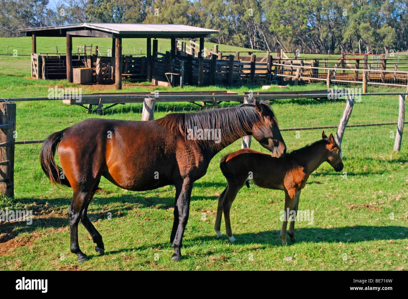 Mare foal relax rest hi-res stock photography and images - Alamy