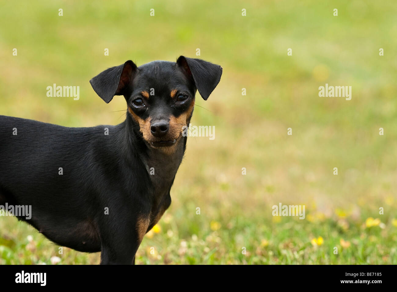 Prague rattler hi-res stock photography and images - Alamy