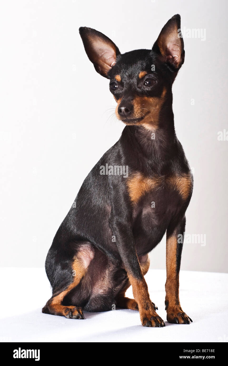 Prague Ratter, sitting Stock Photo - Alamy