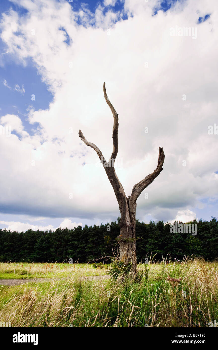 a bare dead lightning forked tree in an agricultural rural setting ...