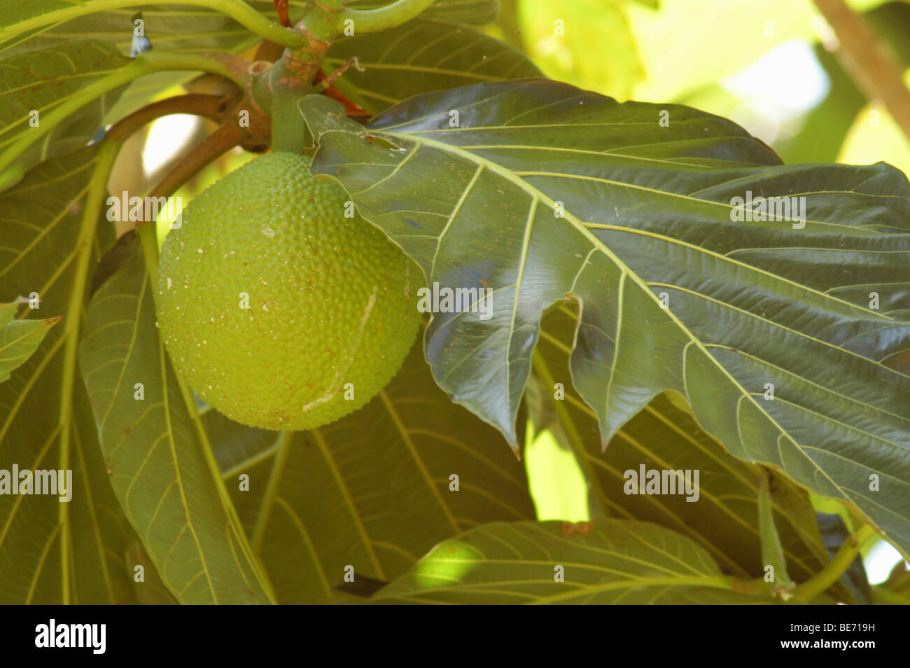 Breadfruit tree hawaii hi-res stock photography and images - Alamy