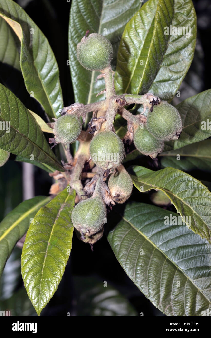 Victorian box tree hi-res stock photography and images - Alamy