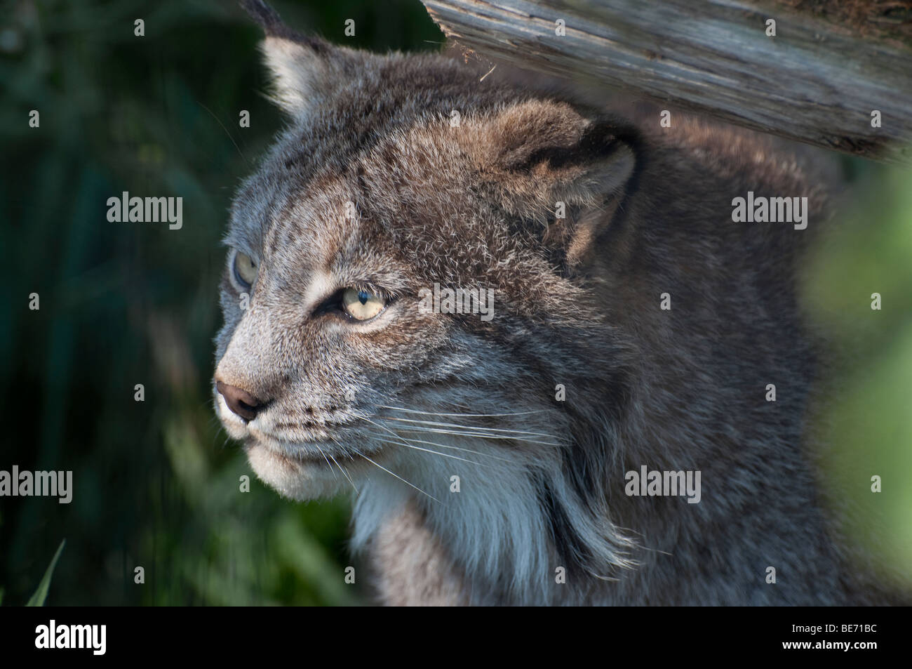 Close-up of a Canadian Lynx Stock Photo - Alamy