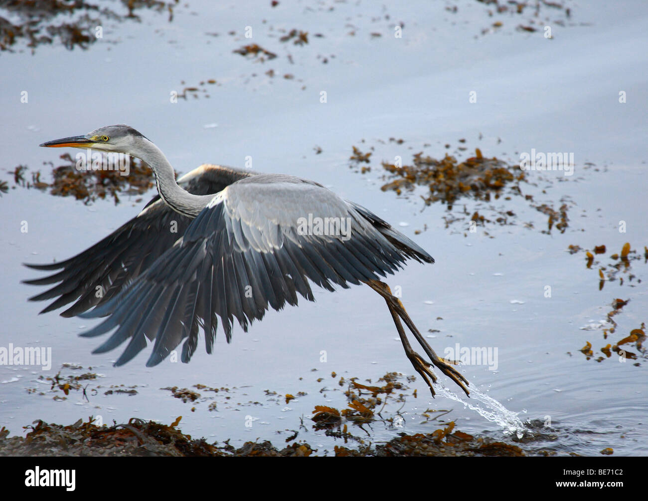 Grey Heron taking off Stock Photo - Alamy