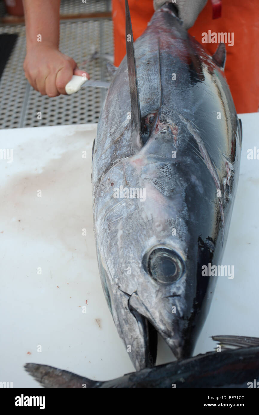 Albacore Tuna (Thunnus alalunga) Being Filleted - Oregon USA - Known as ...