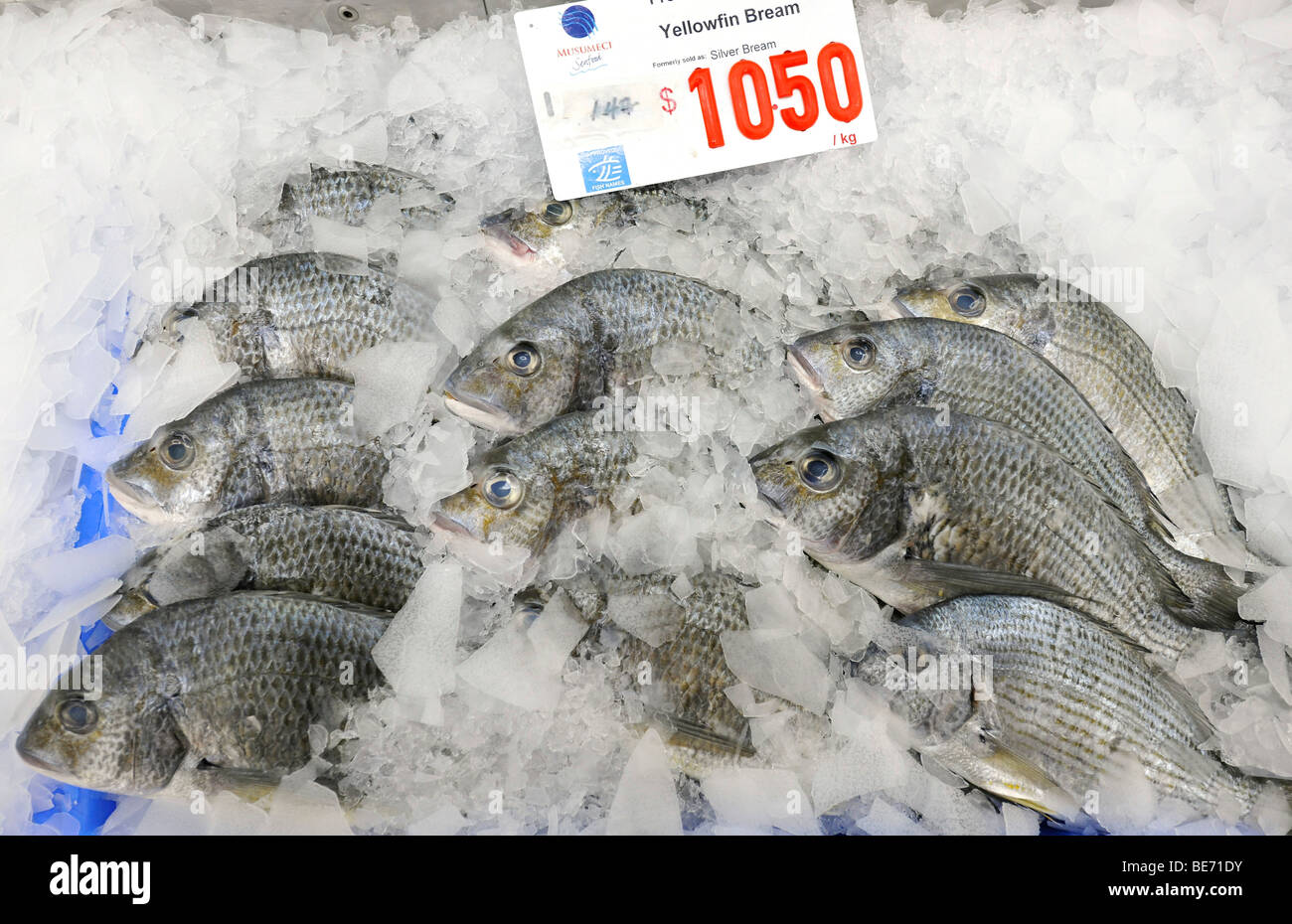 Fresh Australian Surf bream, also known as silver bream, eastern black ...