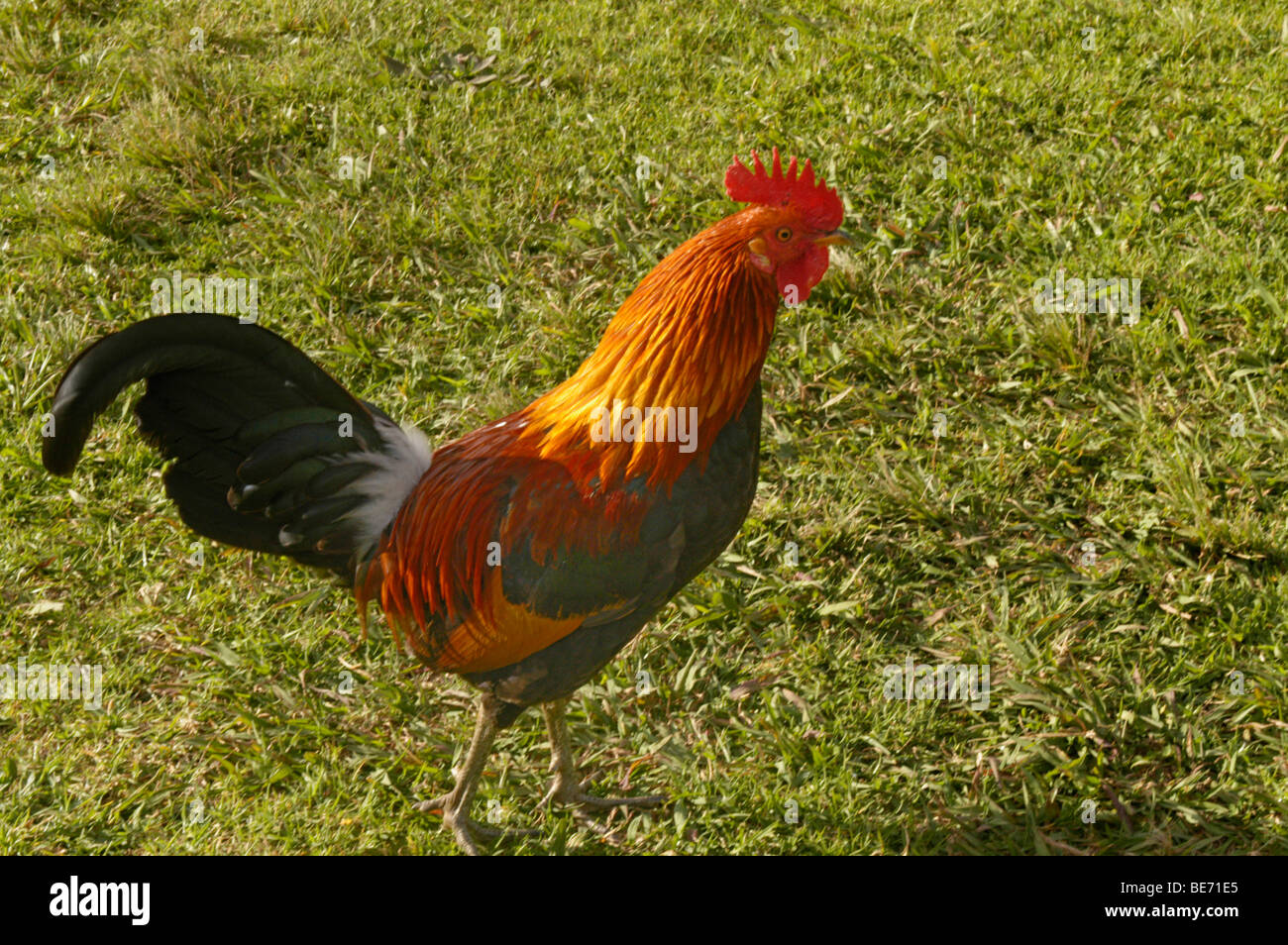 Kauai rooster hi-res stock photography and images - Alamy