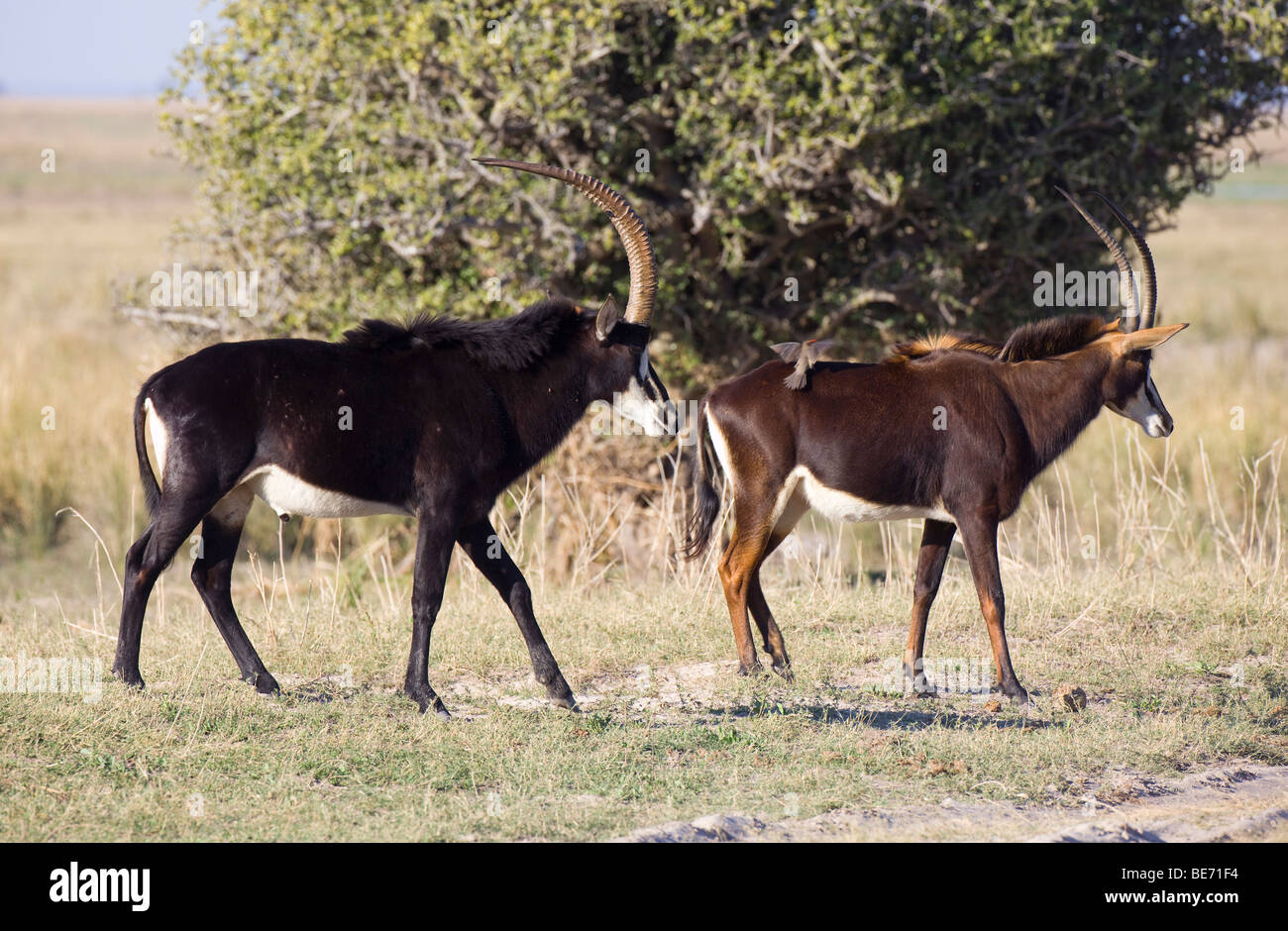 Sable Antelopes (Hippotragus niger), Chobe National Park, Botswana ...