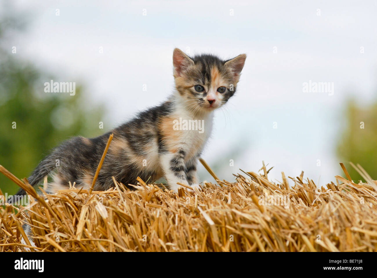 Domestic cat, kitten on bales of straw Stock Photo - Alamy
