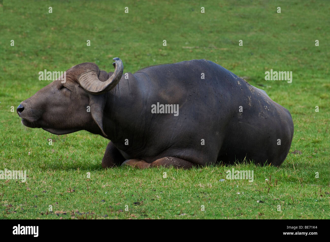 A Buffalo resting in a nature park Stock Photo - Alamy