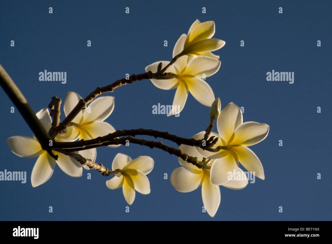 The end of the branch hi-res stock photography and images - Alamy