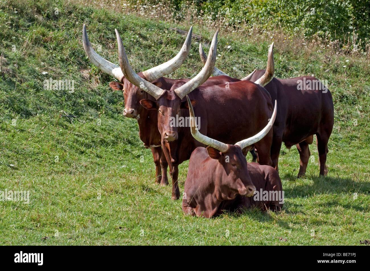 Watusi cattle hi-res stock photography and images - Alamy