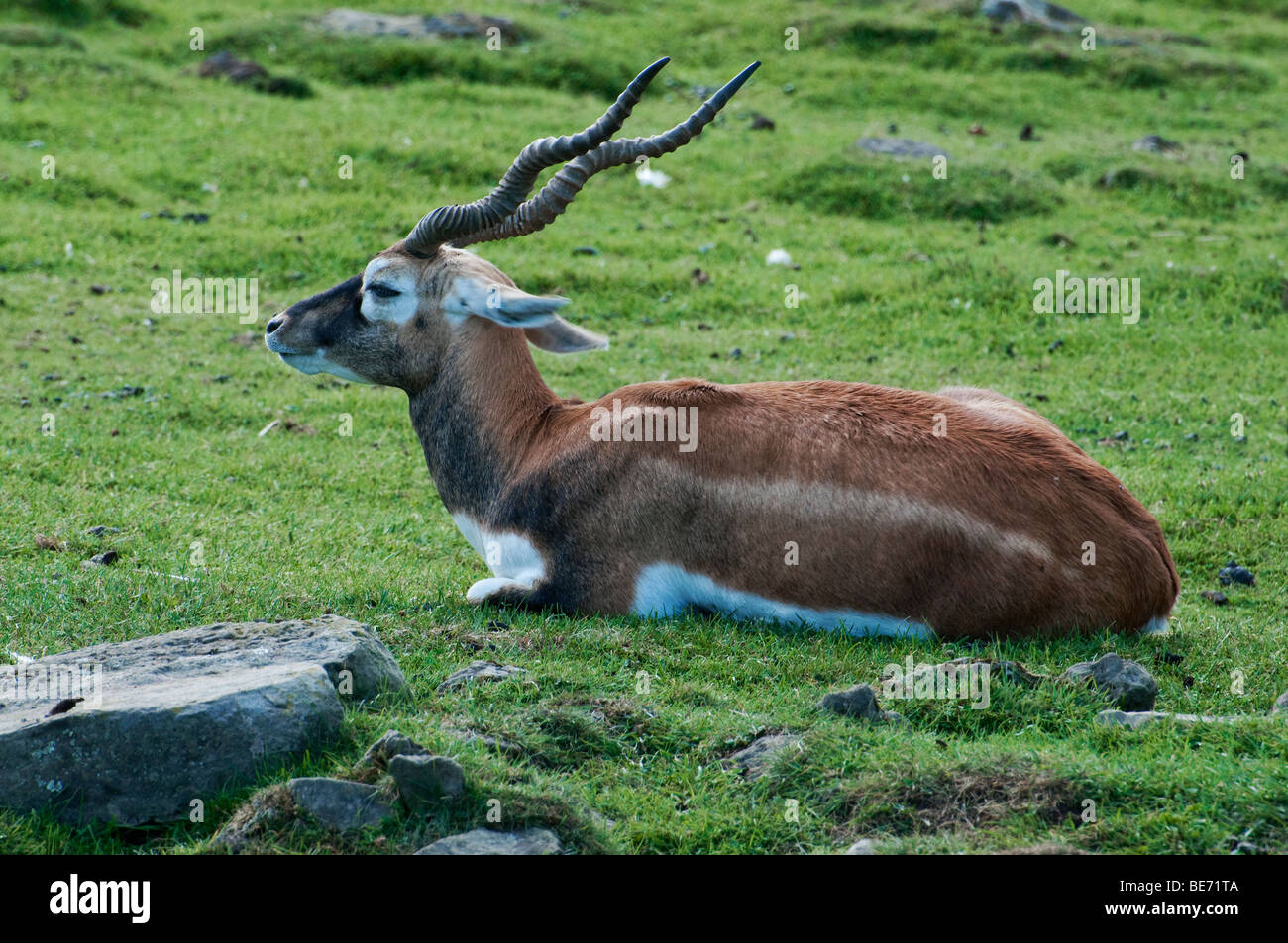 Addax hi-res stock photography and images - Alamy