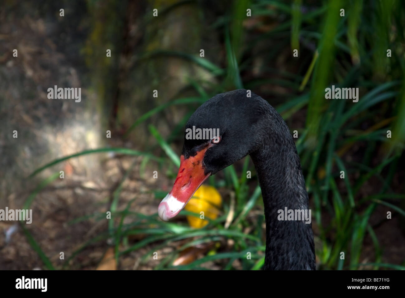 Having a look around Stock Photo - Alamy