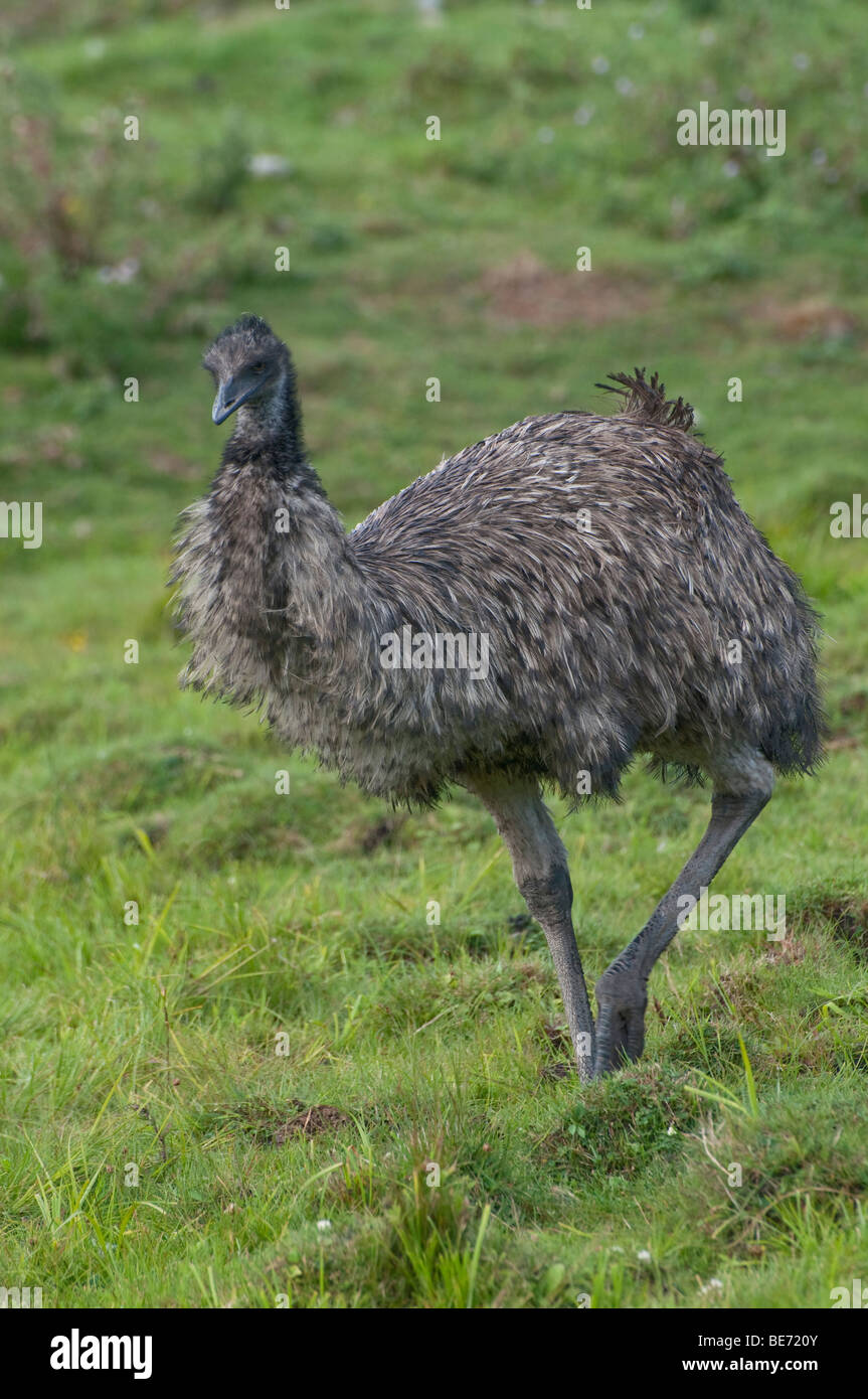A Rhea at a nature park Stock Photo - Alamy