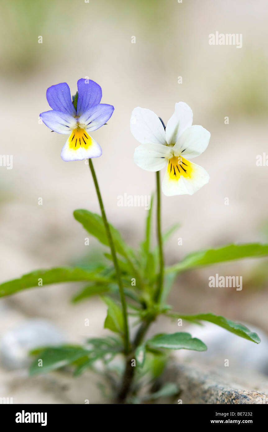 Viola tricolor hi-res stock photography and images - Alamy