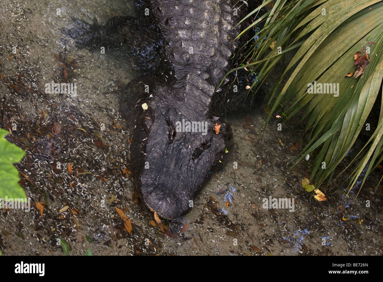 Hard to hide in clear water Stock Photo - Alamy