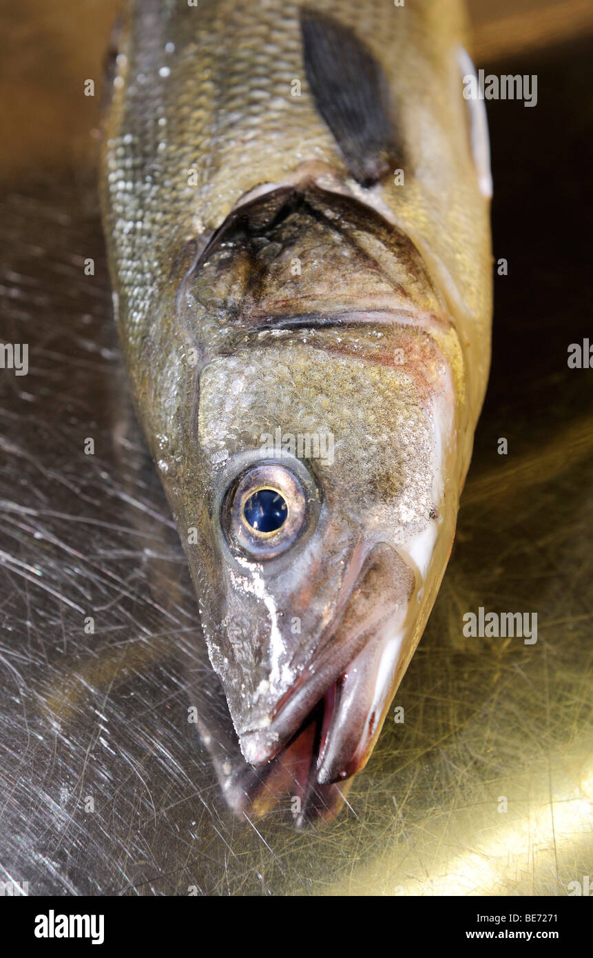 Sea bass hi-res stock photography and images - Alamy
