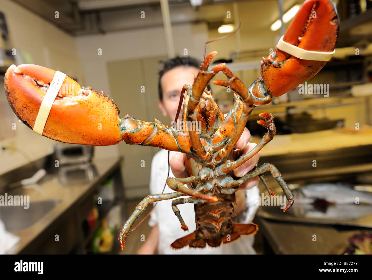 Homaridae hi-res stock photography and images - Alamy