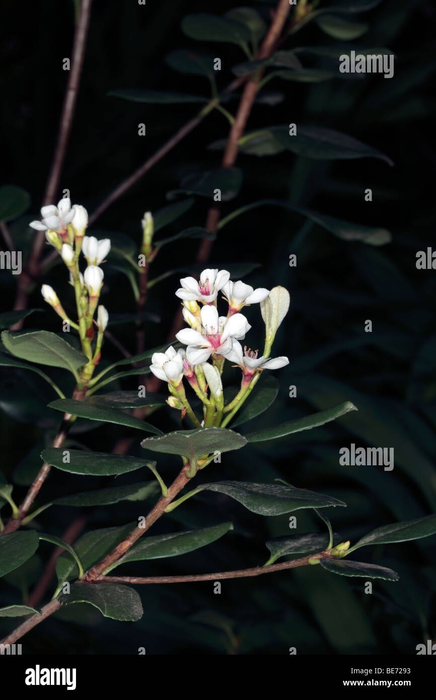Yeddo/Yedda hawthorn flowers - Rhaphiolepis umbellata- Family Rosaceae ...