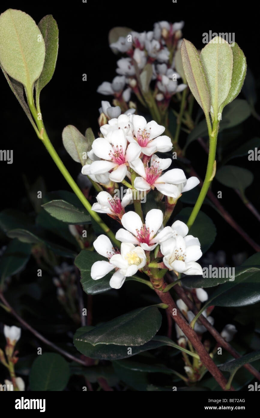 Yeddo/Yedda Hawthorn flowers - Rhaphiolepis umbellata- Family Rosaceae ...