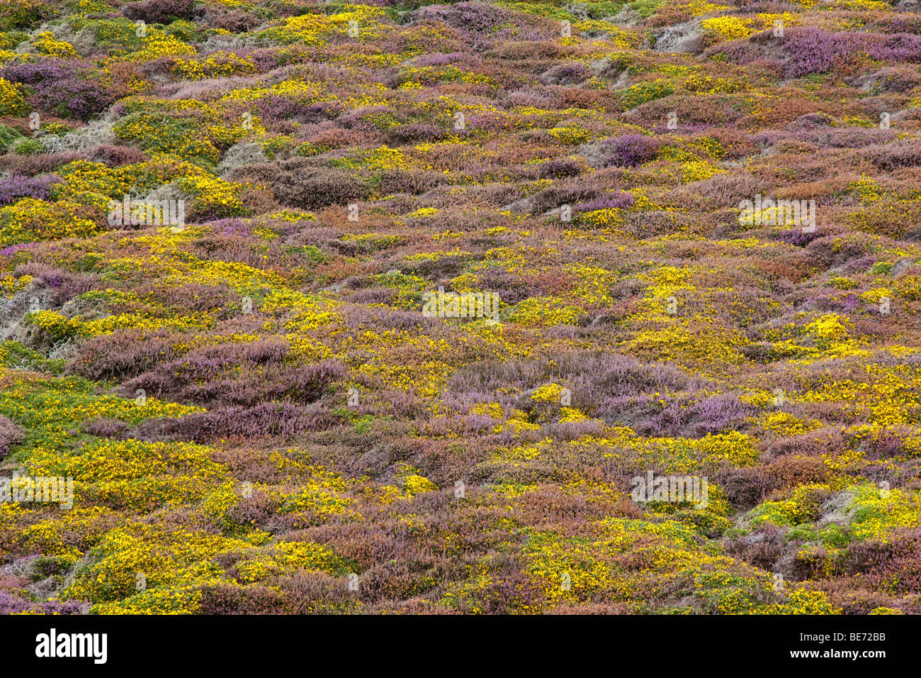 wild moor heather landscape at ouessant island, brittany, finistere ...