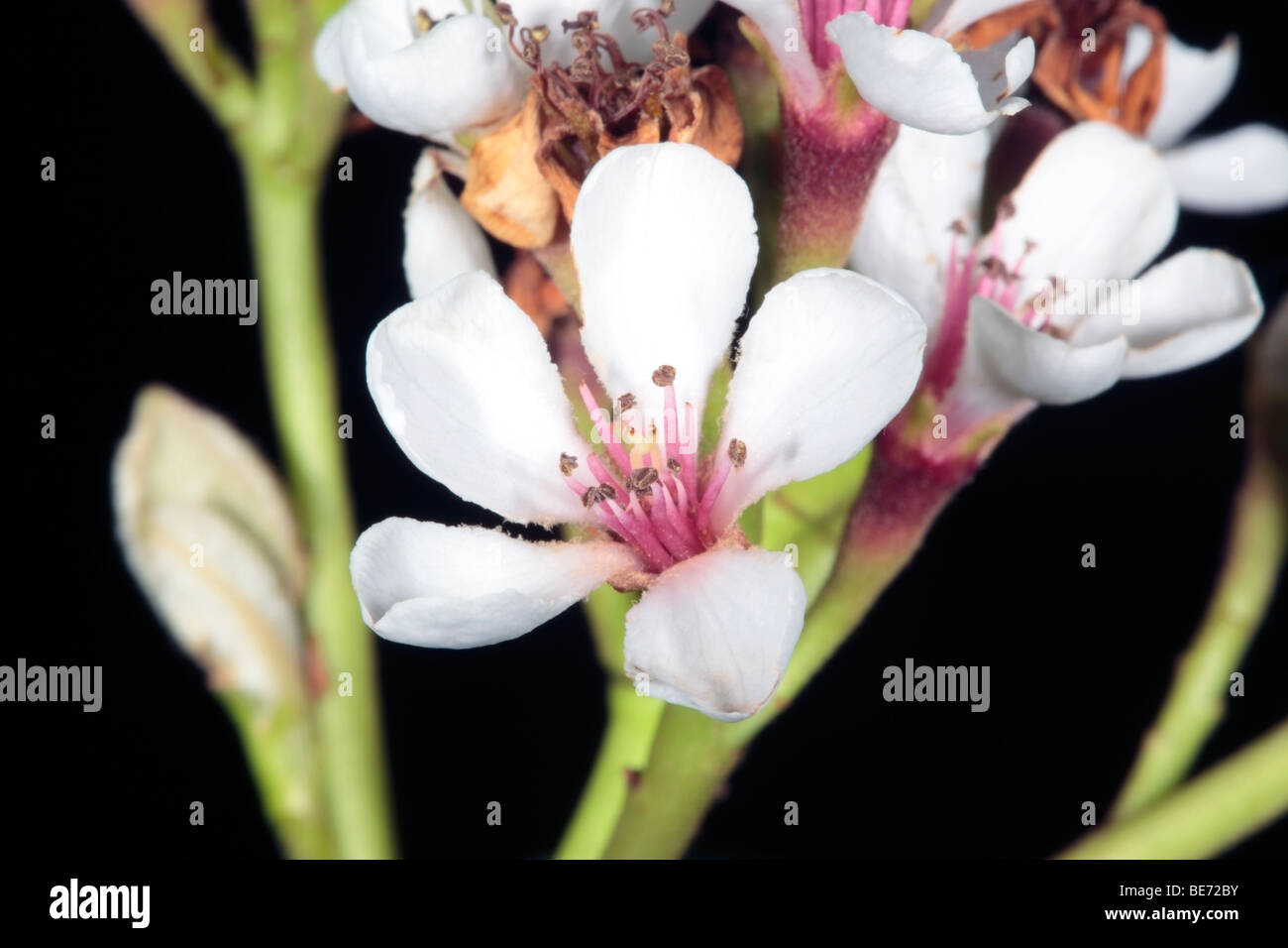 Yeddo/Yedda Hawthorn flowers - Rhaphiolepis umbellata- Family Rosaceae ...