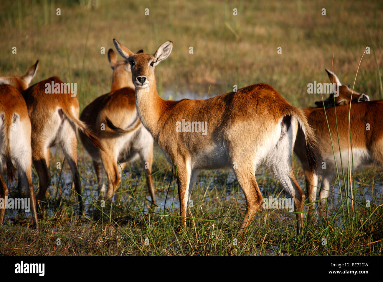 Red lechwe hi-res stock photography and images - Alamy