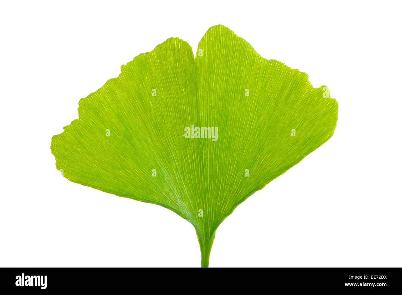 Leaf of the Ginkgo tree or Ginko (Ginkgo biloba Stock Photo - Alamy