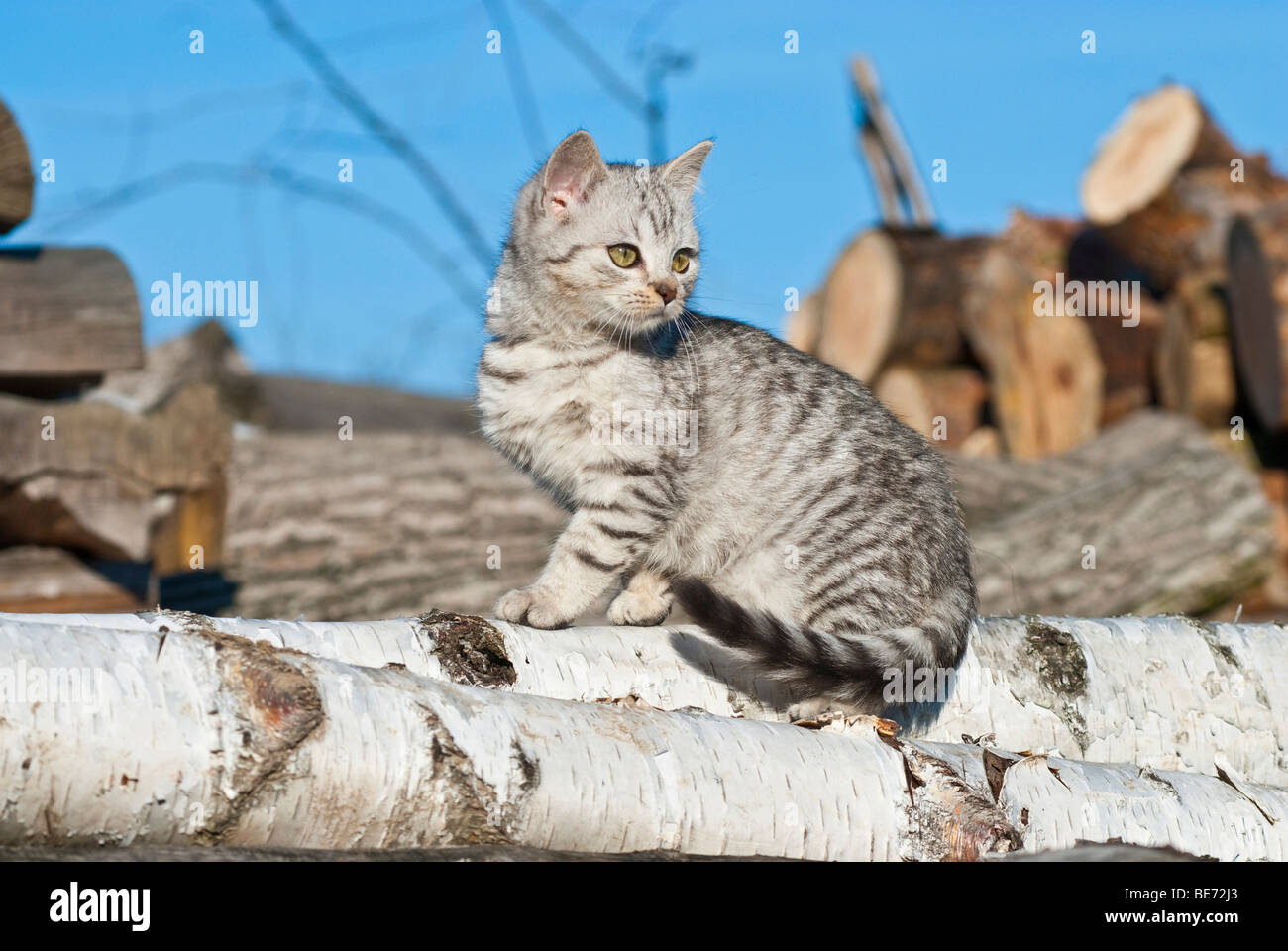 Domestic cat, 14 weeks, sitting Stock Photo - Alamy