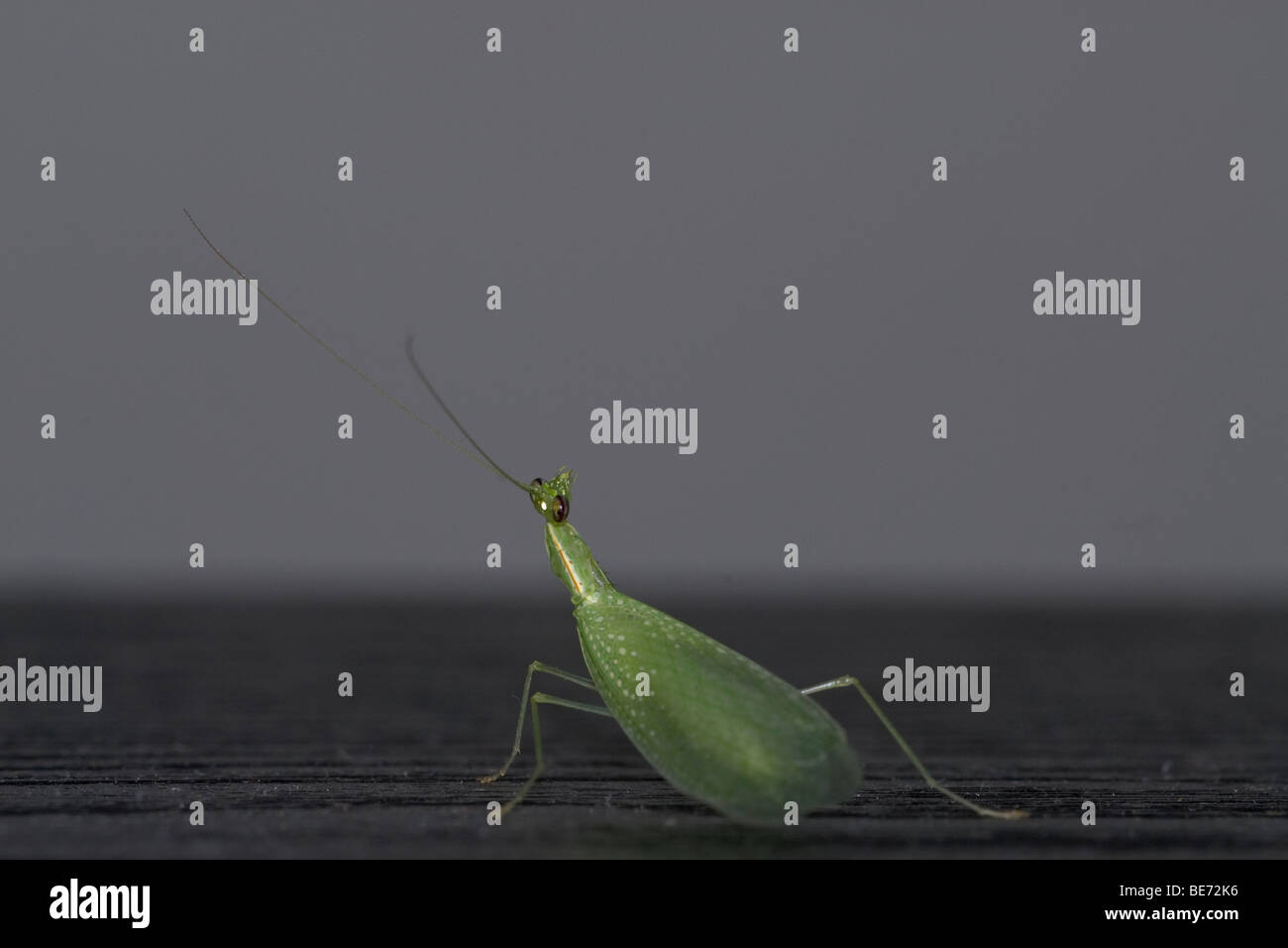 Grey mantis hi-res stock photography and images - Alamy