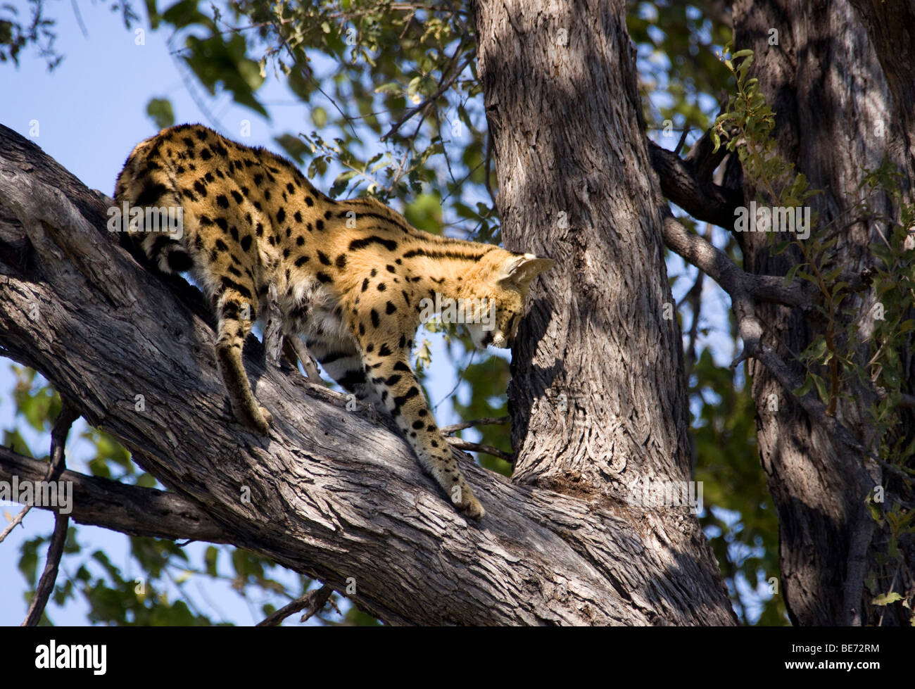 Serval (serval Leptailurus), on a tree, Moremi Game Reserve, Botswana ...