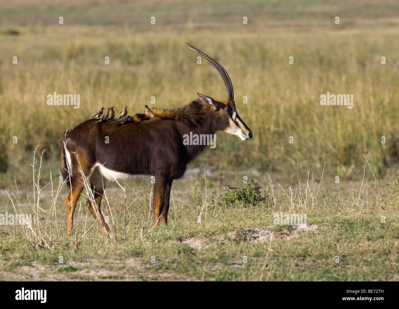 Sable Antelope (Hippotragus niger), Chobe National Park, Botswana ...