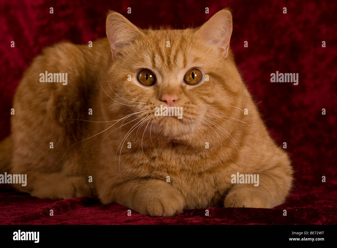 Snoopy cat breed hi-res stock photography and images - Alamy