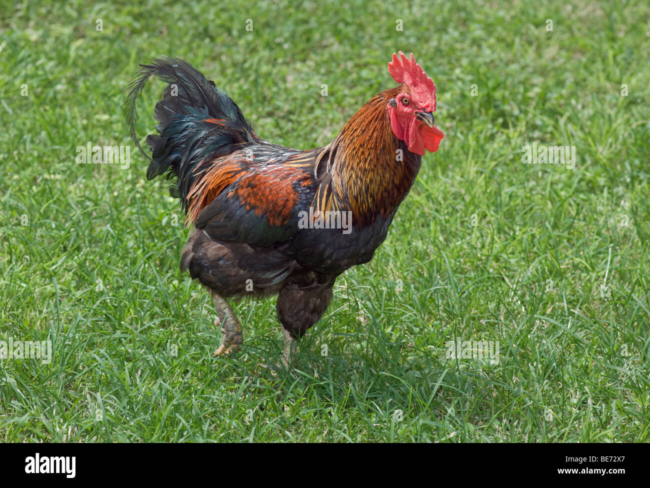 rooster strutting in grass Stock Photo - Alamy