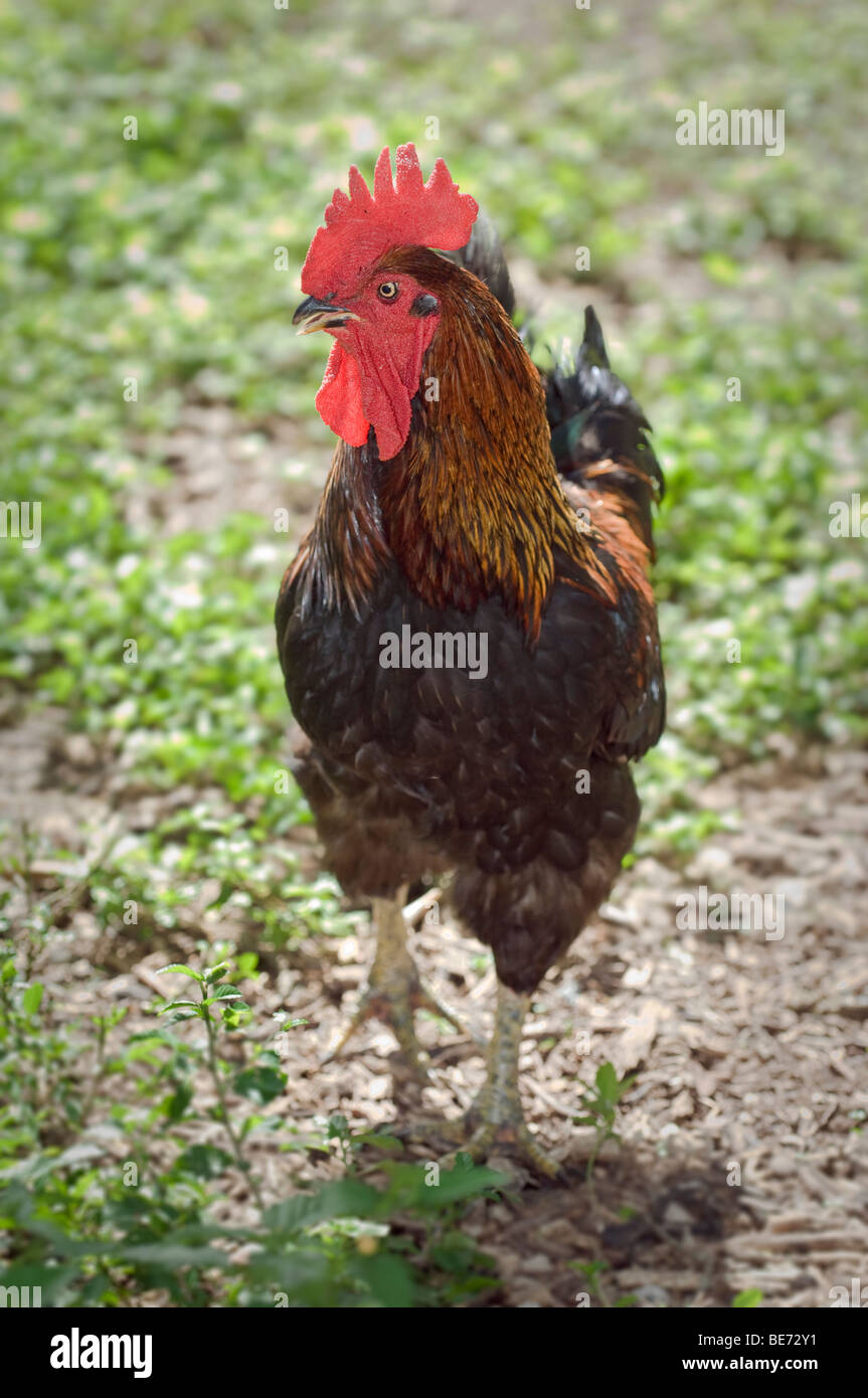 rooster strutting in grass Stock Photo - Alamy