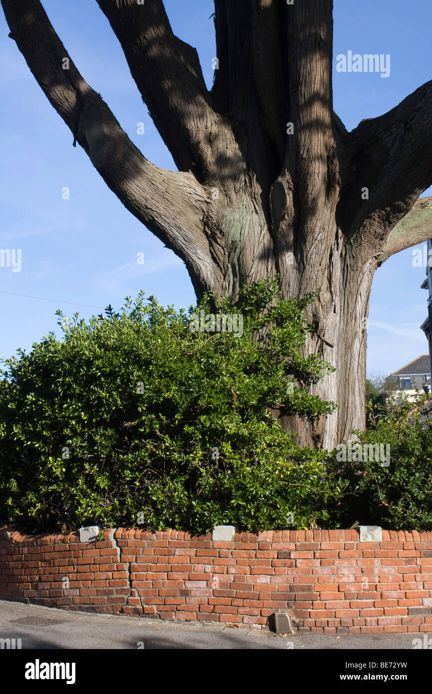 brickwork cracking caused by large tree near to brick wall Stock Photo ...
