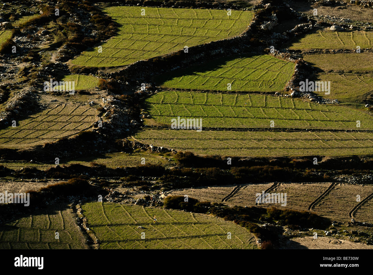 Tibetan agricultural fields, with traditional irrigation system in ...