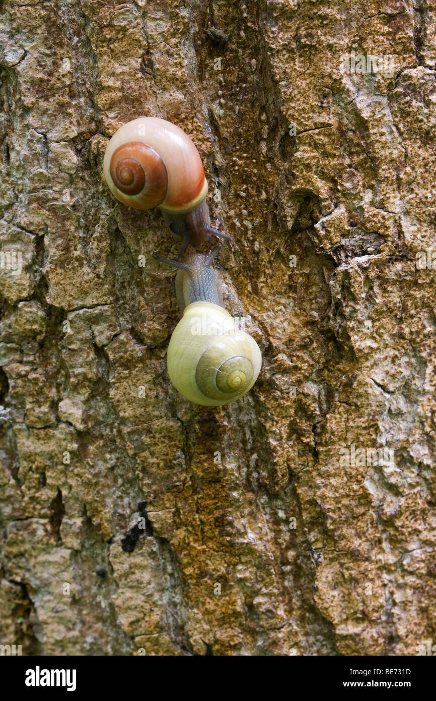 Snails and trees hi-res stock photography and images - Alamy