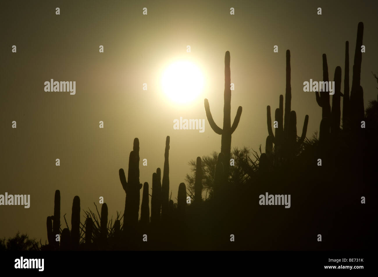 Arizona sunset in sonoran hi-res stock photography and images - Alamy