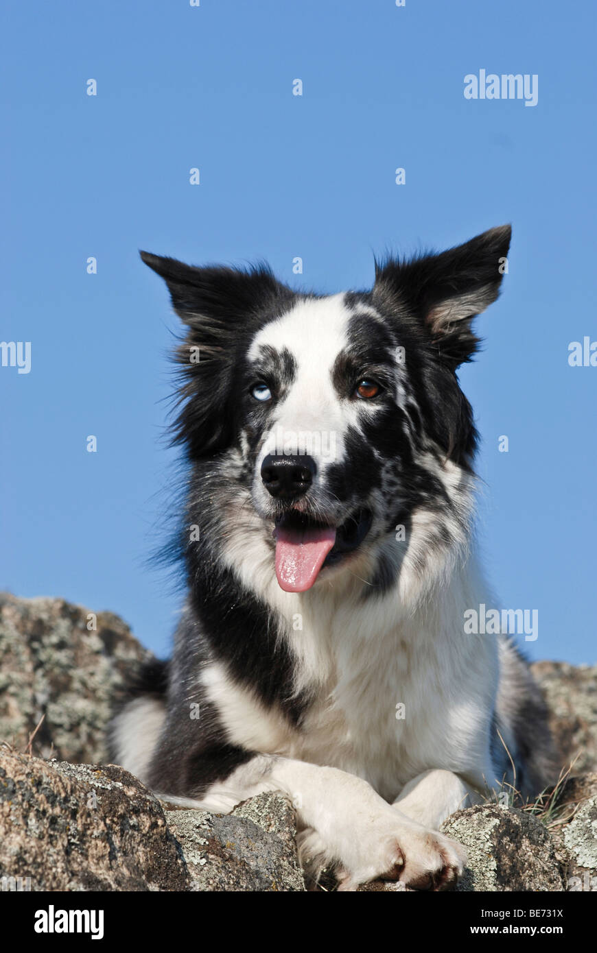 Border Collie lying on a rock Stock Photo - Alamy