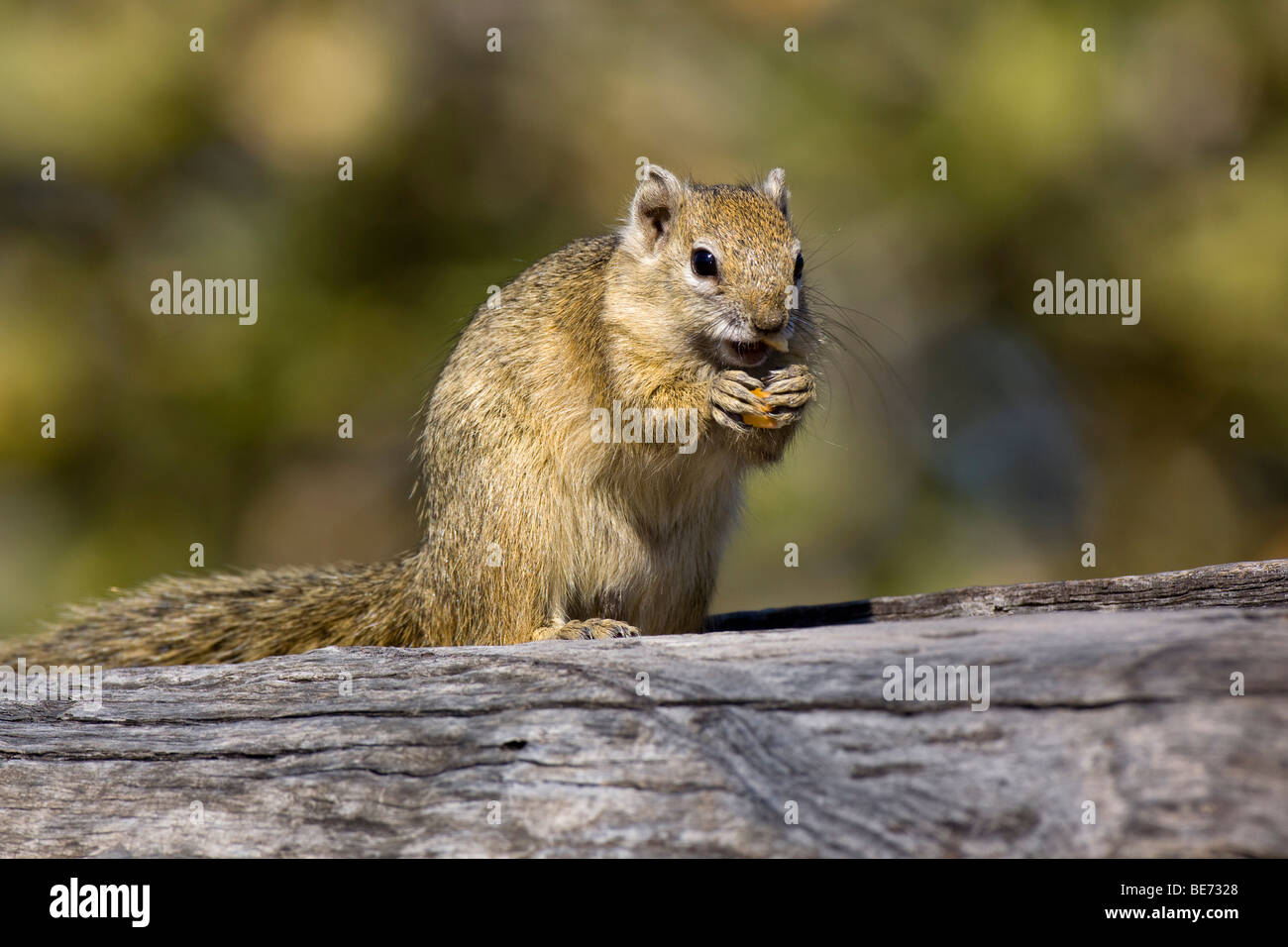 Yellow-footed Squirrel, Tree Squirrel or Smith's Bush Squirrel ...