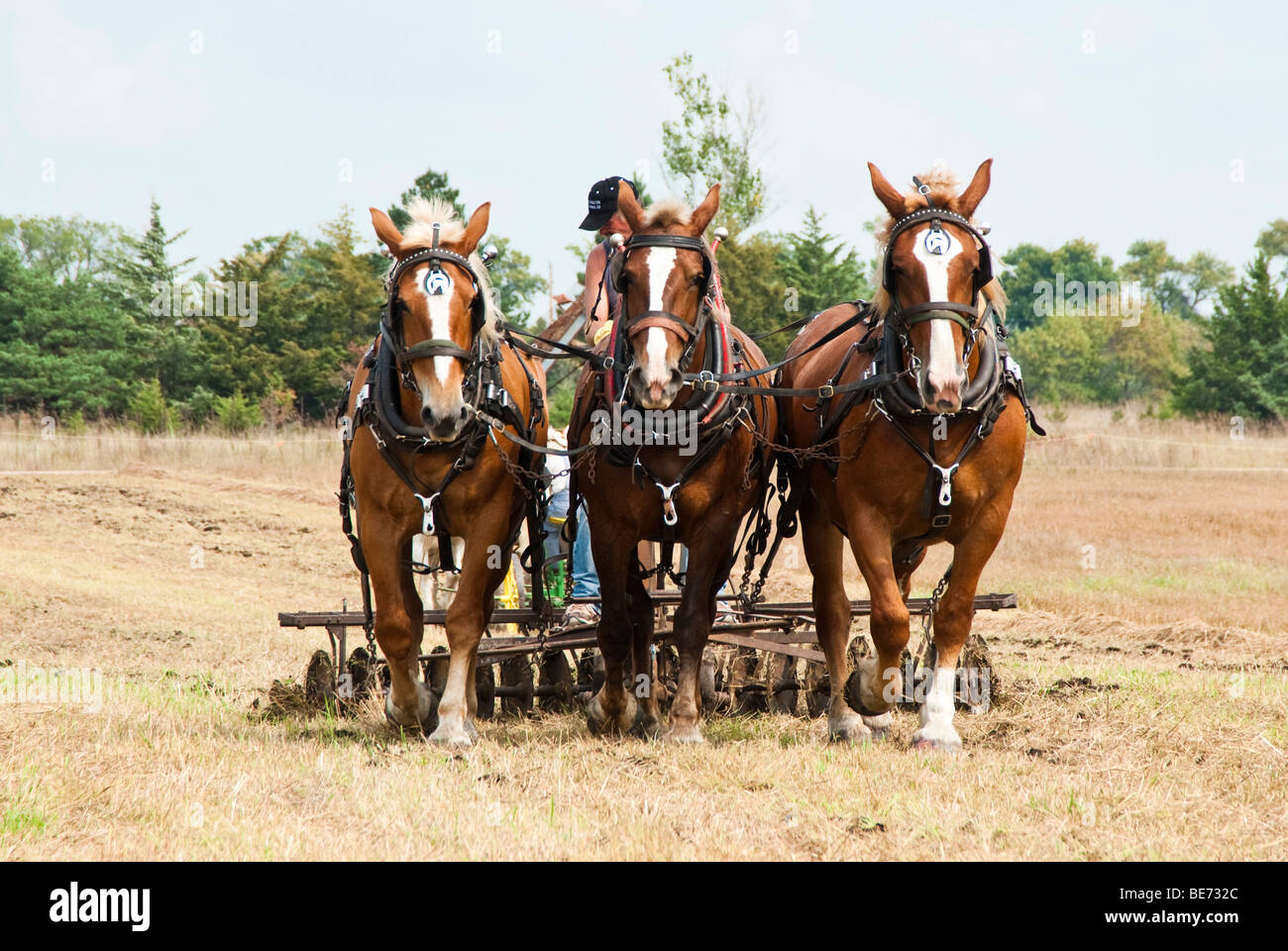 horse-drawn farming demonstrations during the Homesteader Day Harvest ...